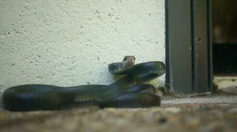 Angry Snake Slow Stock Video Footage | Royalty Free Angry Snake Slow ...