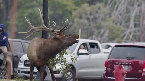 Angry Bull Elk shaking its head and bugl... | Stock Video | Pond5