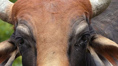 Angry bull looking to the camera. Close ... | Stock Video | Pond5