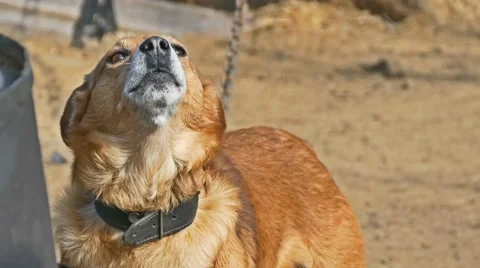 Mad Dog Stock Video Footage | Royalty Free Mad Dog Videos | Pond5