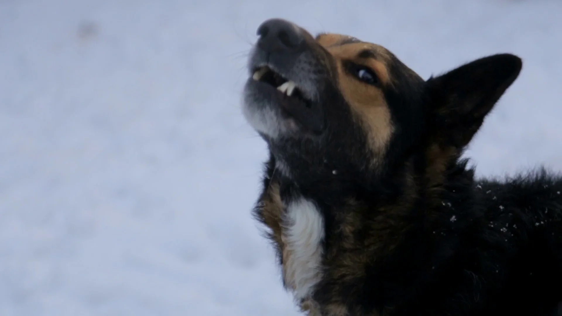 Angry Black German Shepherd