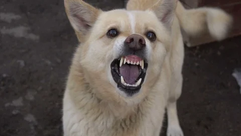 Dog Growling Stock Videos – Royalty-Free HD & 4K Videos | Pond5