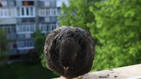 Angry dove swears, dove sings, pigeon so... | Stock Video | Pond5