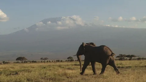 Elephant Running Stock Videos – Royalty-Free HD & 4K Videos | Pond5