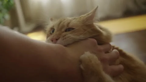 Angry ginger cat attacks man's hand at h... | Stock Video | Pond5