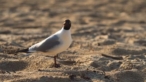 Angry gull on a sandy beach in sunny su... | Stock Video | Pond5