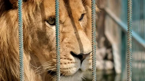 Angry Animal Stock Video Footage | Royalty Free Angry Animal Videos | Pond5