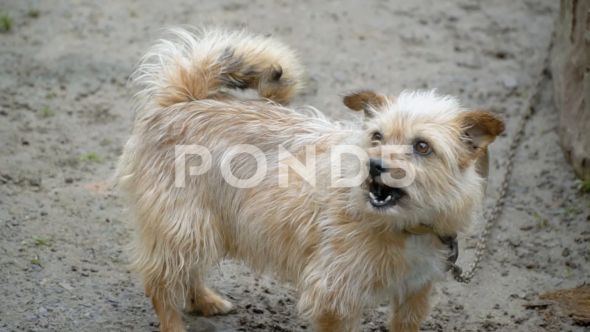 Aggressive Little Dog