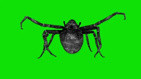 Spider Mad Stock Videos – Royalty-Free HD & 4K Videos | Pond5