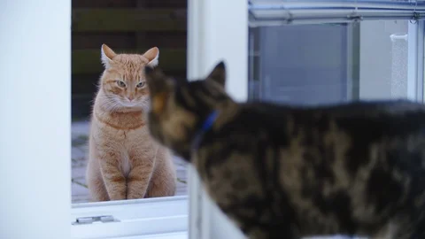 Angry orange cat look at the inside cat ... | Stock Video | Pond5