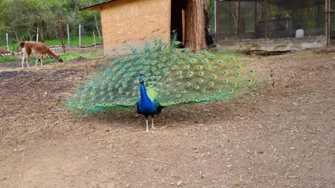 Angry peacock attacking with spread-out ... | Stock Video | Pond5