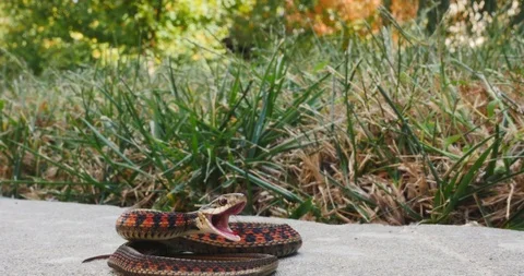 Angry Snake Strike Stock Footage ~ Royalty Free Stock Videos | Pond5