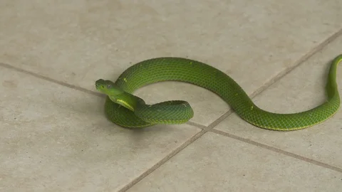 Angry Side-striped Palm-pit Viper, Costa... | Stock Video | Pond5