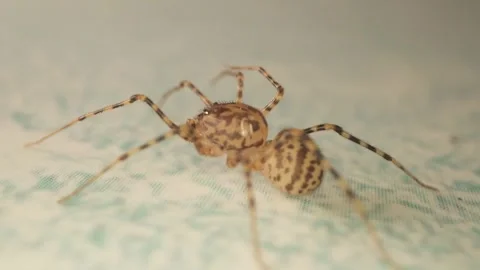 Angry spider moves its legs | Stock Video | Pond5