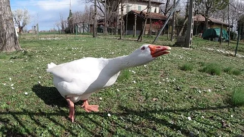 Angry white goose moving his tail and to... | Stock Video | Pond5