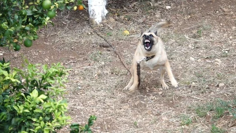 angry wolf hound 2 | Stock Video | Pond5