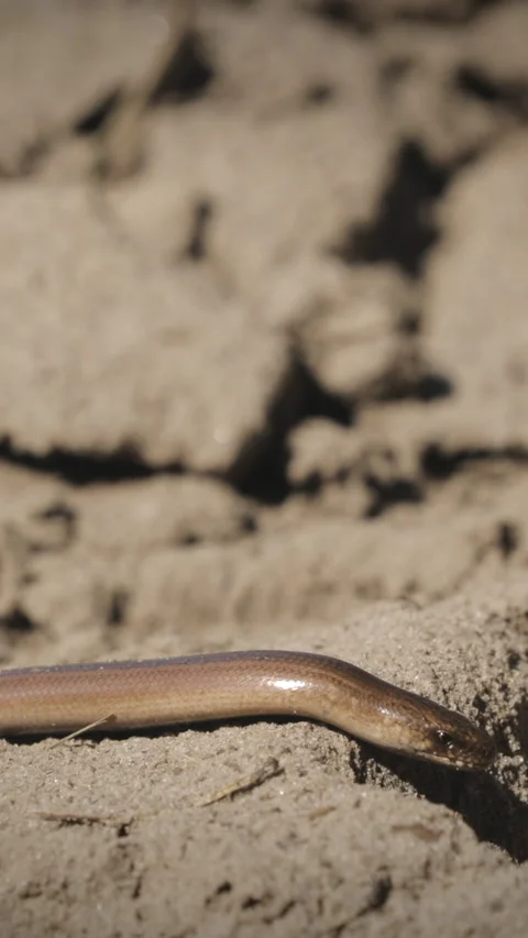 Anguis Fragilis Is A Legless Lizard Rept... | Stock Video | Pond5