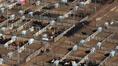 Angus beef cattle at stockyard. Cowboy r... | Stock Video | Pond5
