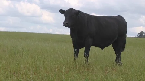 Bull In Field Stock Video Footage | Royalty Free Bull In Field Videos ...