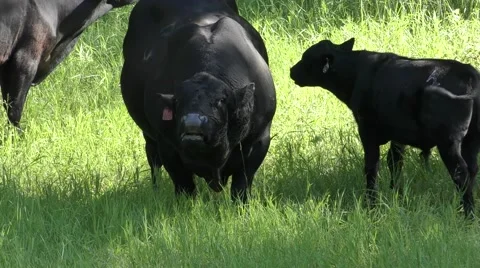 Flehmen Response Stock Footage ~ Royalty Free Stock Videos | Pond5