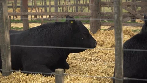 The Angus or Aberdeen Angus (Bos taurus)... | Stock Video | Pond5