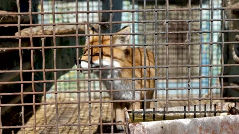 Locked Ears Stock Footage ~ Royalty Free Stock Videos | Pond5