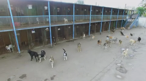 Stray Dogs Stock Footage ~ Royalty Free Stock Videos | Pond5