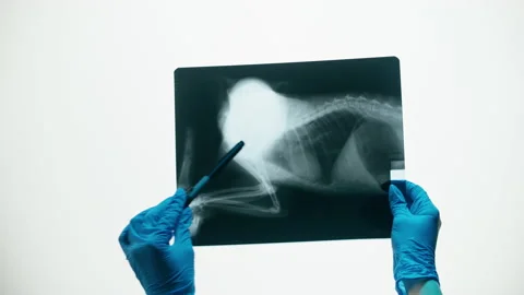Animal bones x-ray close-up. Doctor vete... | Stock Video | Pond5