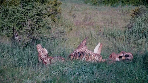 Decay Animal Stock Video Footage | Royalty Free Decay Animal Videos | Pond5