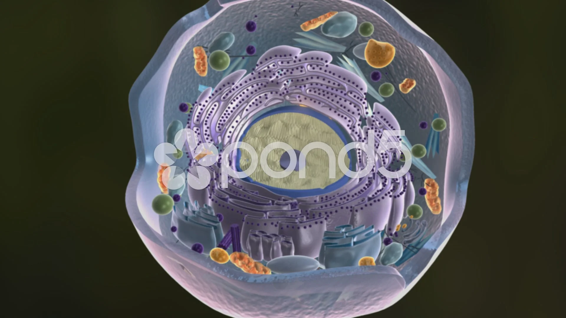 Actual Animal Cell