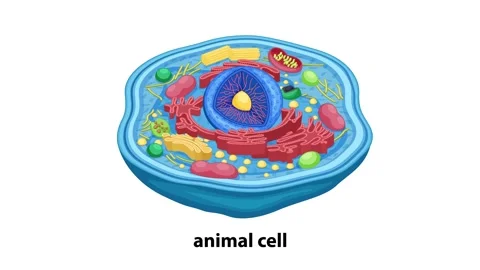 Animal Cell Anatomy Diagram Structure An... | Stock Video | Pond5