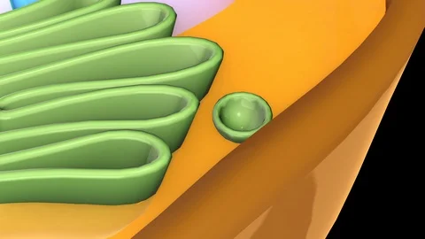 Animal Cell - Secretory vesicles | Stock Video | Pond5