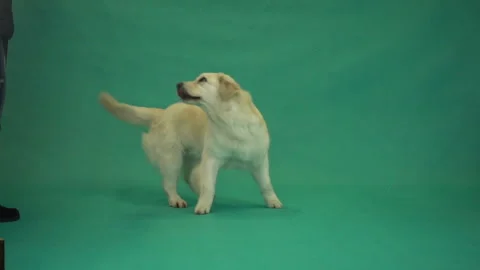 Dancing Animal Green Screen Stock Videos – Royalty-Free HD & 4K Videos ...