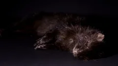 Human Decomposition Time Lapse