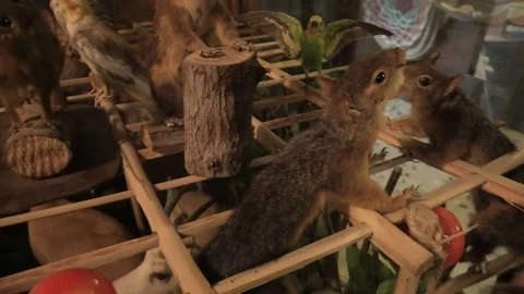 Embalming Stock Video Footage | Royalty Free Embalming Videos | Pond5