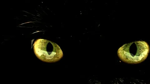 Sinister Cat Stock Videos – Royalty-Free HD & 4K Videos | Pond5