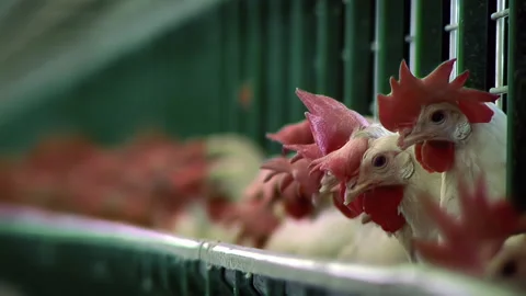 Caged Animal If Stock Videos – Royalty-Free HD & 4K Videos