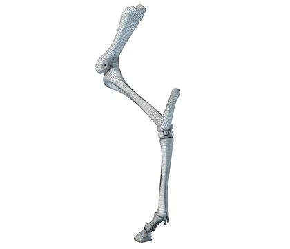 Animal Femur Bones ~ 3D Model ~ Download #96436852 | Pond5