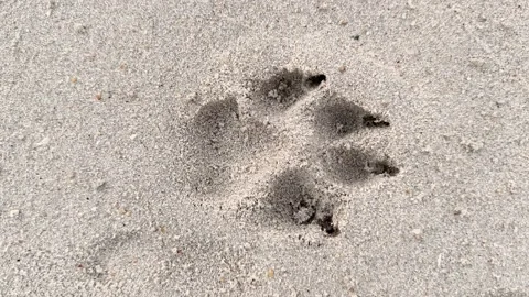 Footprint Big Stock Videos – Royalty-Free HD & 4K Videos