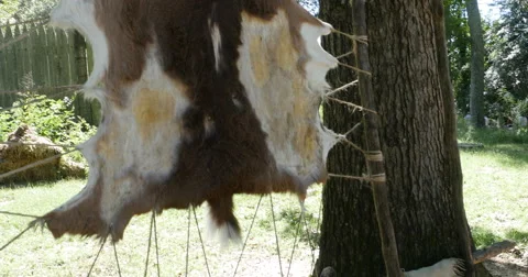 Animal Hide Being Stretched for Cleaning... | Stock Video | Pond5
