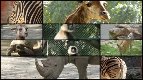 Animal montage or Wild Animal Collage | Stock Video | Pond5