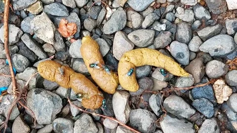 Poop Decomposing Stock Video Footage | Royalty Free Poop Decomposing ...