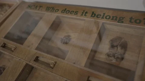 animal scat poop scientific display | Stock Video | Pond5