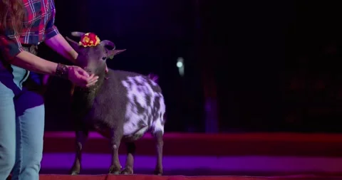 Circus Animals Stock Footage ~ Royalty Free Stock Videos | Pond5