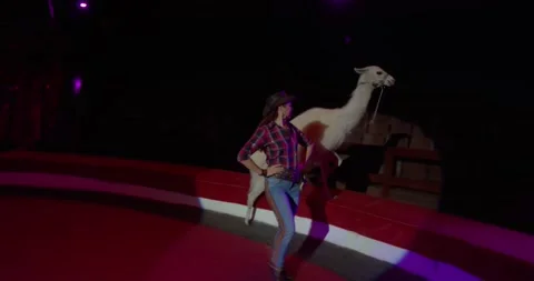 Circus Animal Stock Footage ~ Royalty Free Stock Videos | Pond5