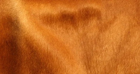 Animal skin abstract fur background | Stock Video | Pond5