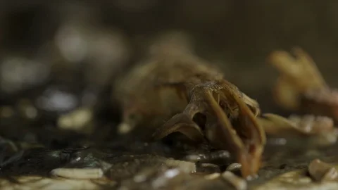 Animal skull rotting close up death skul... | Stock Video | Pond5