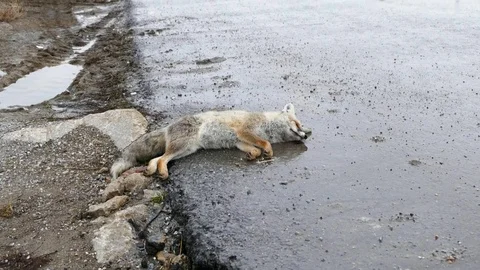 animal slaughter, the car hit a fox, peo... | Stock Video | Pond5