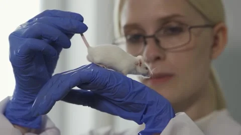 White Mouse Animal Stock Videos – Royalty-Free HD & 4K Videos