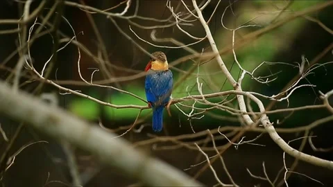 Jungle Animals Wallpaper Stock Videos – Royalty-Free HD & 4K Videos